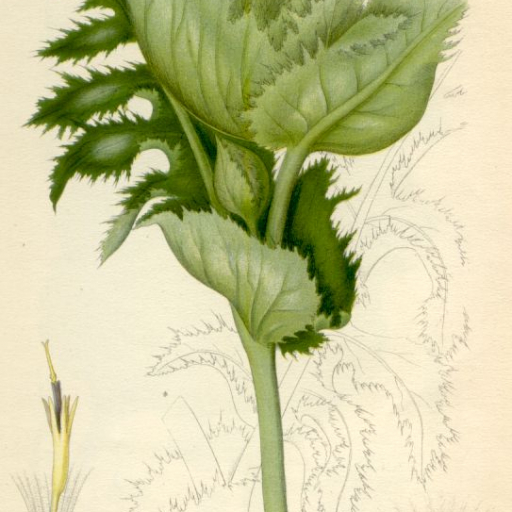 Cabbage Thistle (Cirsium Oleraceum) Plant Care & How to Grow, Water