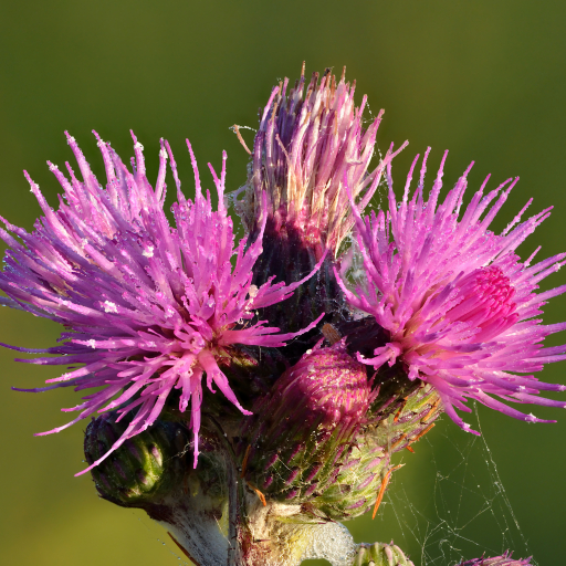Marsh Thistle (Cirsium Palustre) Plant Care & How to Grow, Water