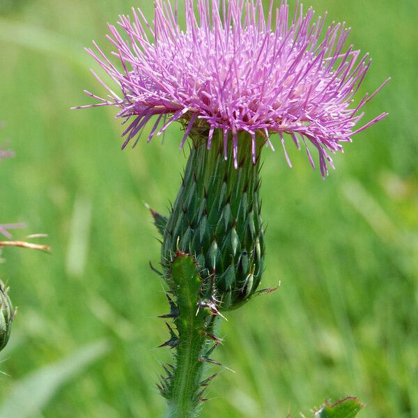 Pasture Thistle (Cirsium Pumilum) Plant Care & How to Grow, Water