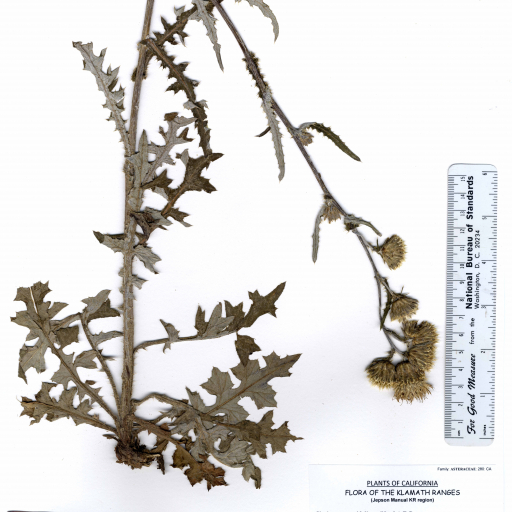 Fewleaf Thistle (Cirsium Remotifolium) Plant Care & How to Grow, Water