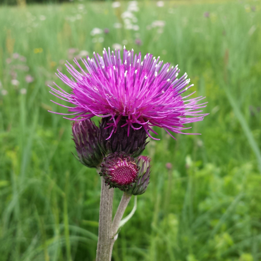 Brook Thistle (Cirsium Rivulare) Plant Care & How to Grow, Water