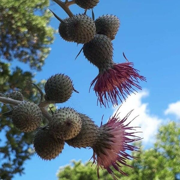 Cirsium Scabrum Plant Care & How to Grow, Water