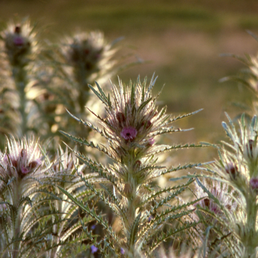 Meadow Thistle (Cirsium Scariosum) Plant Care & How to Grow, Water