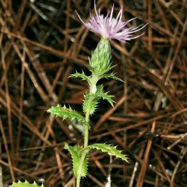 Cirsium Syriacus Plant Care & How to Grow, Water
