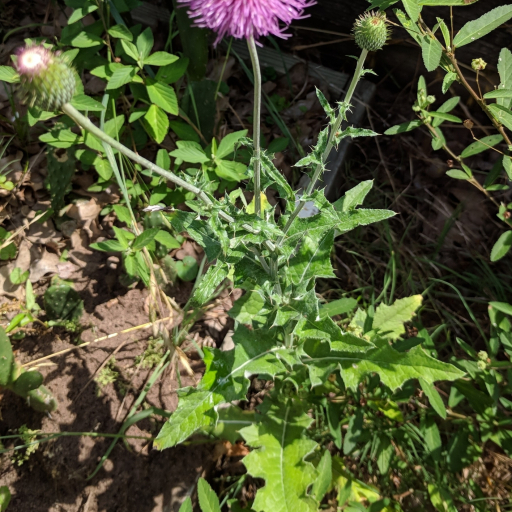 Texas Thistle (Cirsium Texanum) Plant Care & How to Grow, Water