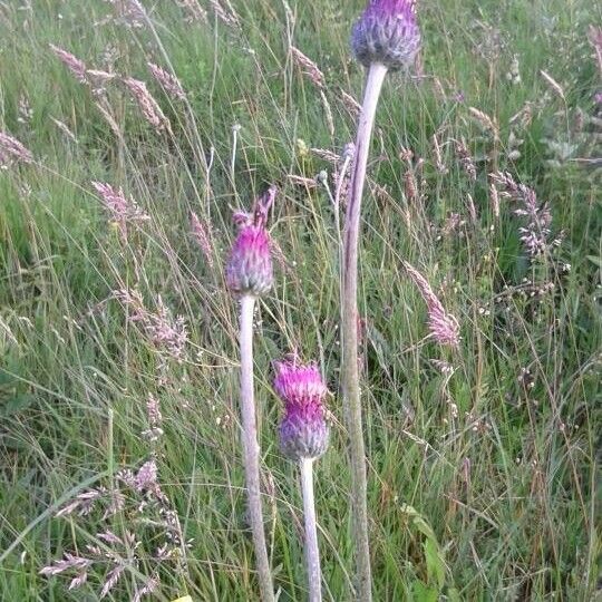 Tuberous Thistle (Cirsium Tuberosum) Plant Care & How to Grow, Water