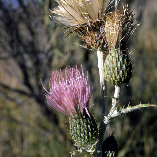 Wavyleaf Thistle (Cirsium Undulatum) Plant Care & How to Grow, Water