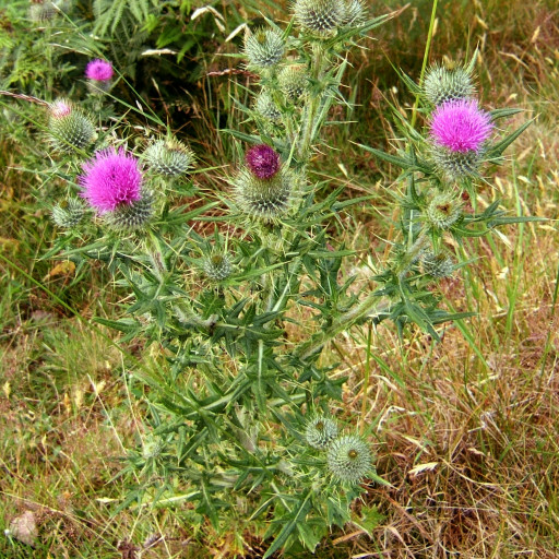 Bull Thistle (Cirsium Vulgare) Plant Care & How to Grow, Water
