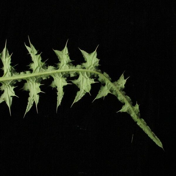 Wallich's Thistle (Cirsium Wallichii) Plant Care & How to Grow, Water