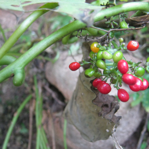 Velvetleaf (Cissampelos Pareira) Plant Care & How to Grow, Water