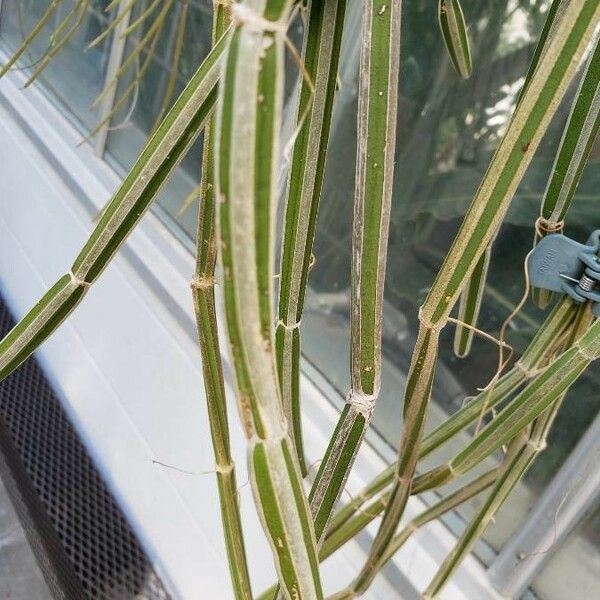 Cissus Adeyana Plant Care & How to Grow, Water