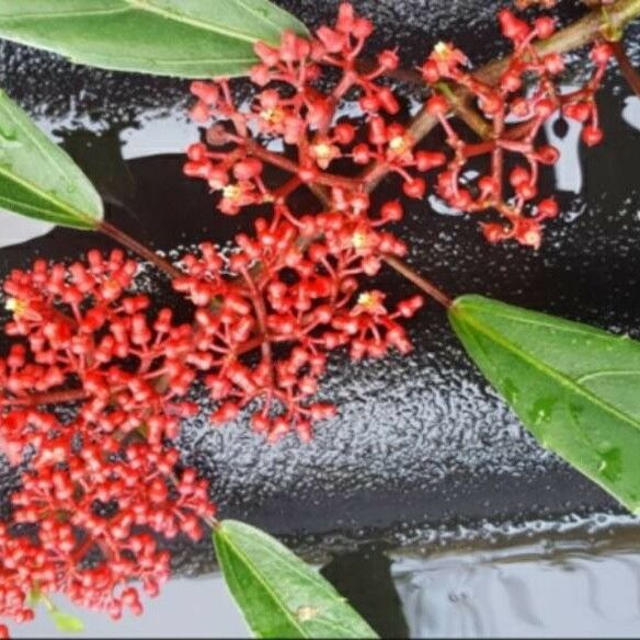 Caro De Tres Hojas (Cissus Erosa) Plant Care & How to Grow, Water