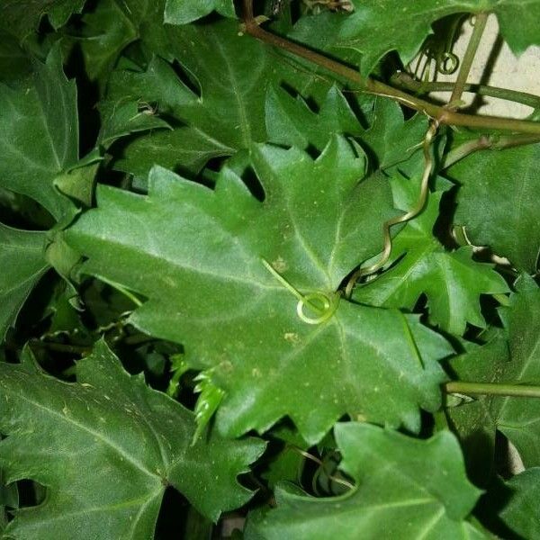 Cissus Incisa Plant Care & How to Grow, Water