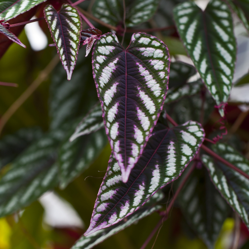 Rex Begonia Vine (Cissus Javana) Plant Care & How to Grow, Water