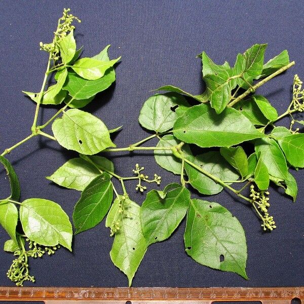 Cissus Microcarpa Plant Care & How to Grow, Water