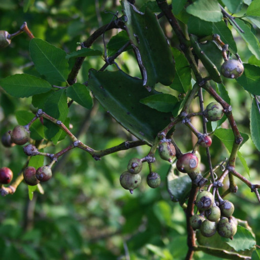 Venezuelan Treebine (Cissus Rotundifolia) Plant Care & How to Grow, Water