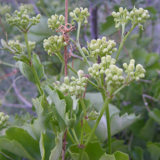 Sorrelvine (Cissus Trifoliata) Plant Care & How to Grow, Water