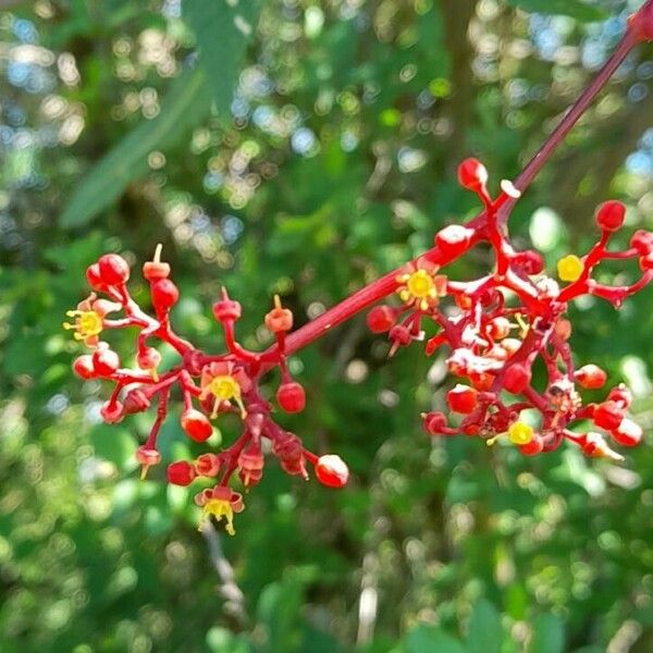 Cissus Tweedieana Plant Care & How to Grow, Water