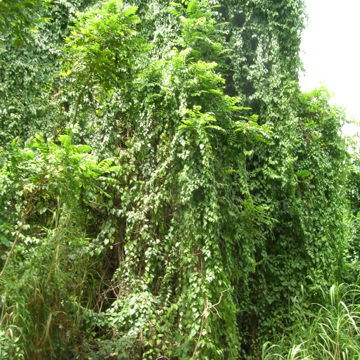 Princess Vine (Cissus Verticillata) Plant Care & How to Grow, Water