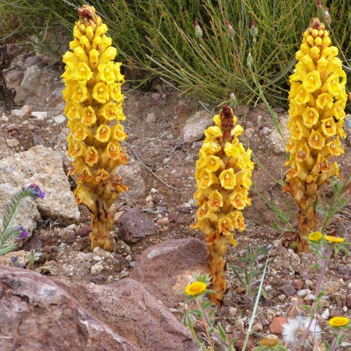Phelypaea (Cistanche Phelypaea) Plant Care & How to Grow, Water