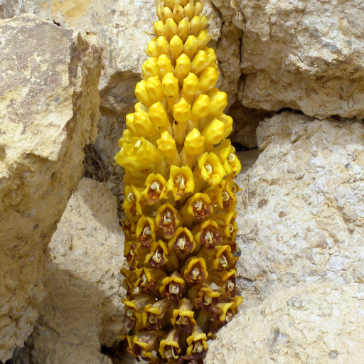 Desert Hyacinth (Cistanche Tubulosa) Plant Care & How to Grow, Water