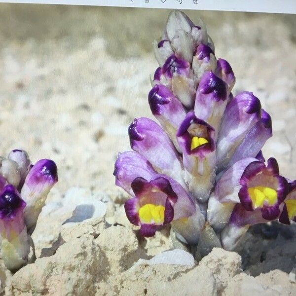 Cistanche Violacea Plant Care & How to Grow, Water