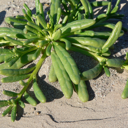 Desert Rockpurslane (Cistanthe Ambigua) Care Guide: Water, Soil ...