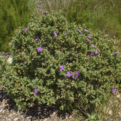 Black Tupelo (Nyssa Sylvatica) Plant Care & How to Grow, Water