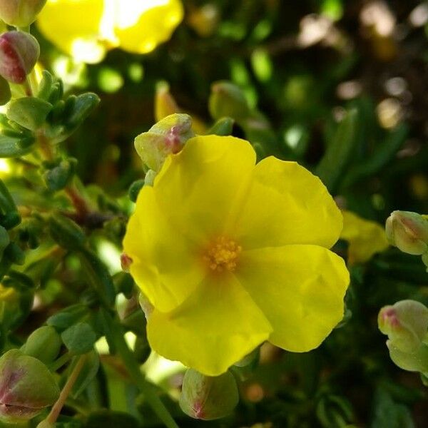 Yellow Rock Rose (Cistus Calycinus) Plant Care & How to Grow, Water