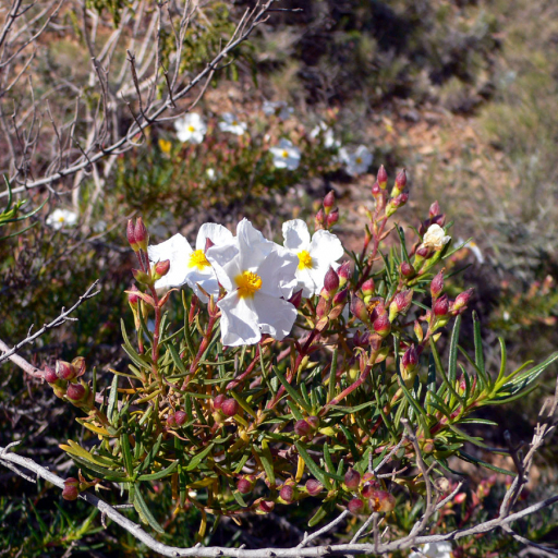 Romerillo (Cistus Clusii) Plant Care & How to Grow, Water