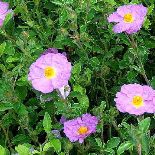 Cretan Rockrose (Cistus Creticus) Plant Care & How to Grow, Water