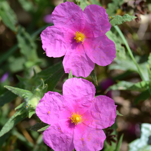 Wrinkle-Leaved Rockrose (Cistus Crispus) Plant Care & How to Grow, Water