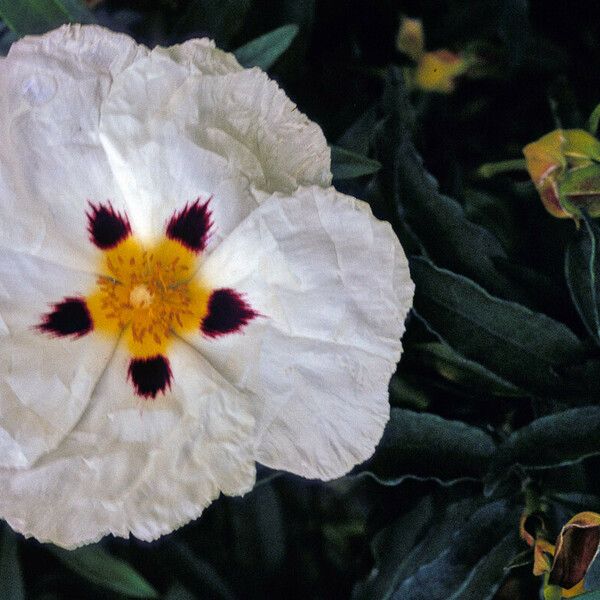 Cistus × Cyprius Care Guide: Water, Soil & Propagation - Plantiary