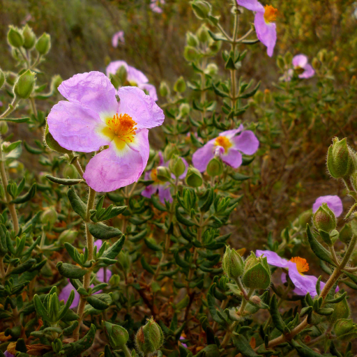 Cistus Heterophyllus Plant Care & How to Grow, Water
