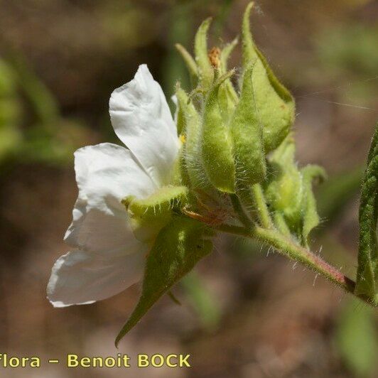 Hairy Rockrose (Cistus Inflatus) Plant Care & How to Grow, Water