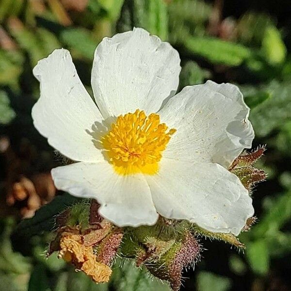 Cistus × Laxus Plant Care & How to Grow, Water
