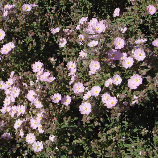 Small-Flowered Rockrose (Cistus Parviflorus) Plant Care & How to Grow ...