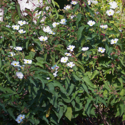 Poplar-leaved Cistus (Cistus Populifolius) Plant Care & How to Grow, Water