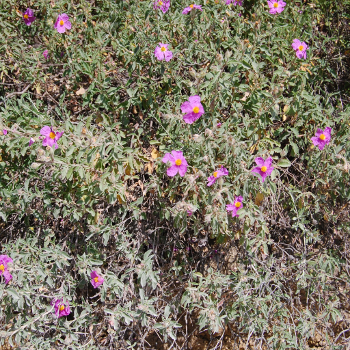 Hoary Cistus (Cistus X Incanus) Plant Care & How to Grow, Water