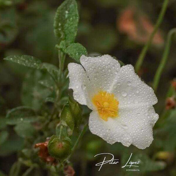 Compact White Rockrose (Cistus X Obtusifolius) Plant Care & How to Grow ...
