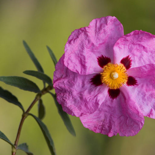 Orchid Rock Rose, Sun Rose (Cistus X Purpureus) Plant Care & How to ...