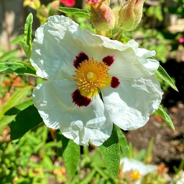 Cistus X Stenophyllus Plant Care & How to Grow, Water