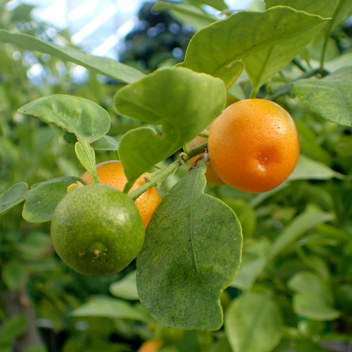 Calamondin (Citrofortunella Microcarpa) Plant Care & How to Grow, Water
