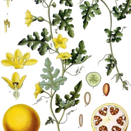 Colocynth (Citrullus Colocynthis) Plant Care & How to Grow, Water