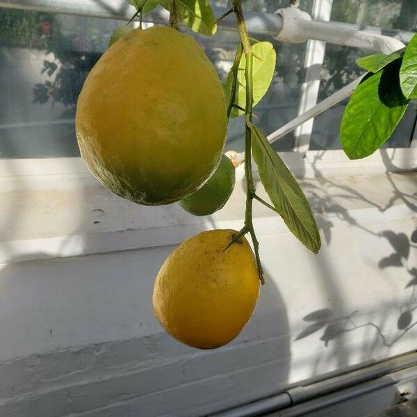 Ada Jamir (Citrus Assamensis) Plant Care & How to Grow, Water