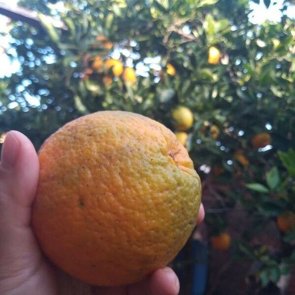 Tangier Orange (Citrus Aurantiaca) Plant Care & How to Grow, Water