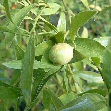 Desert Lime (Citrus Glauca) Plant Care & How to Grow, Water