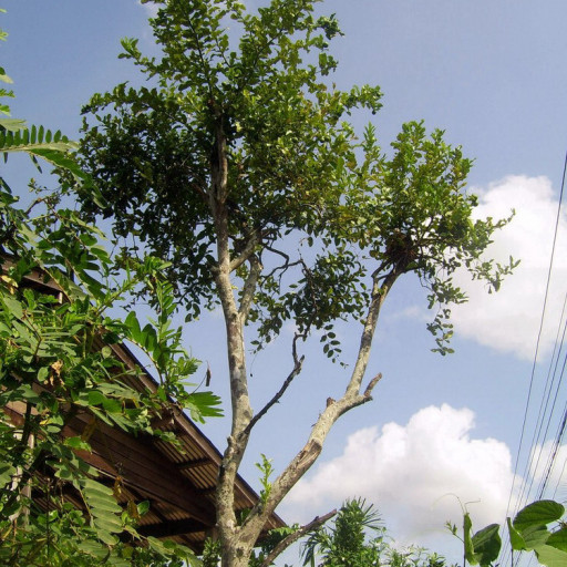 Kaffir Lime (Citrus Hystrix) Plant Care & How to Grow, Water