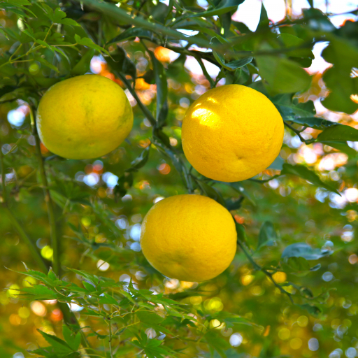 Yuzu (Citrus Junos) Plant Care & How to Grow, Water