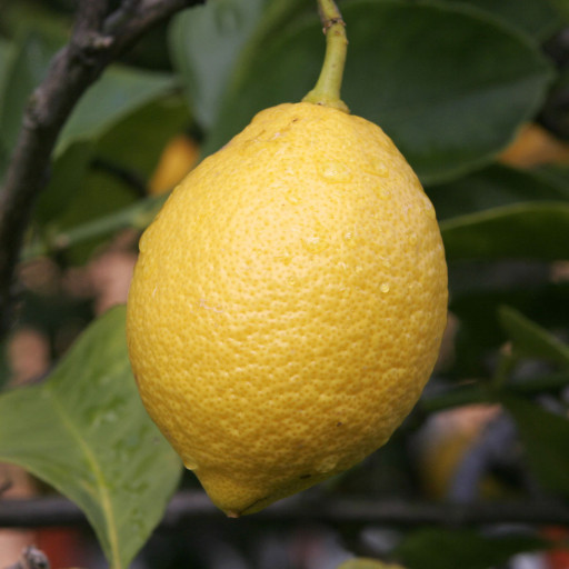 Lemon (Citrus × Limon) Plant Care & How to Grow, Water